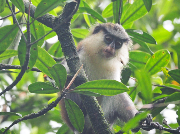 Sao Tome Wildlife 2018